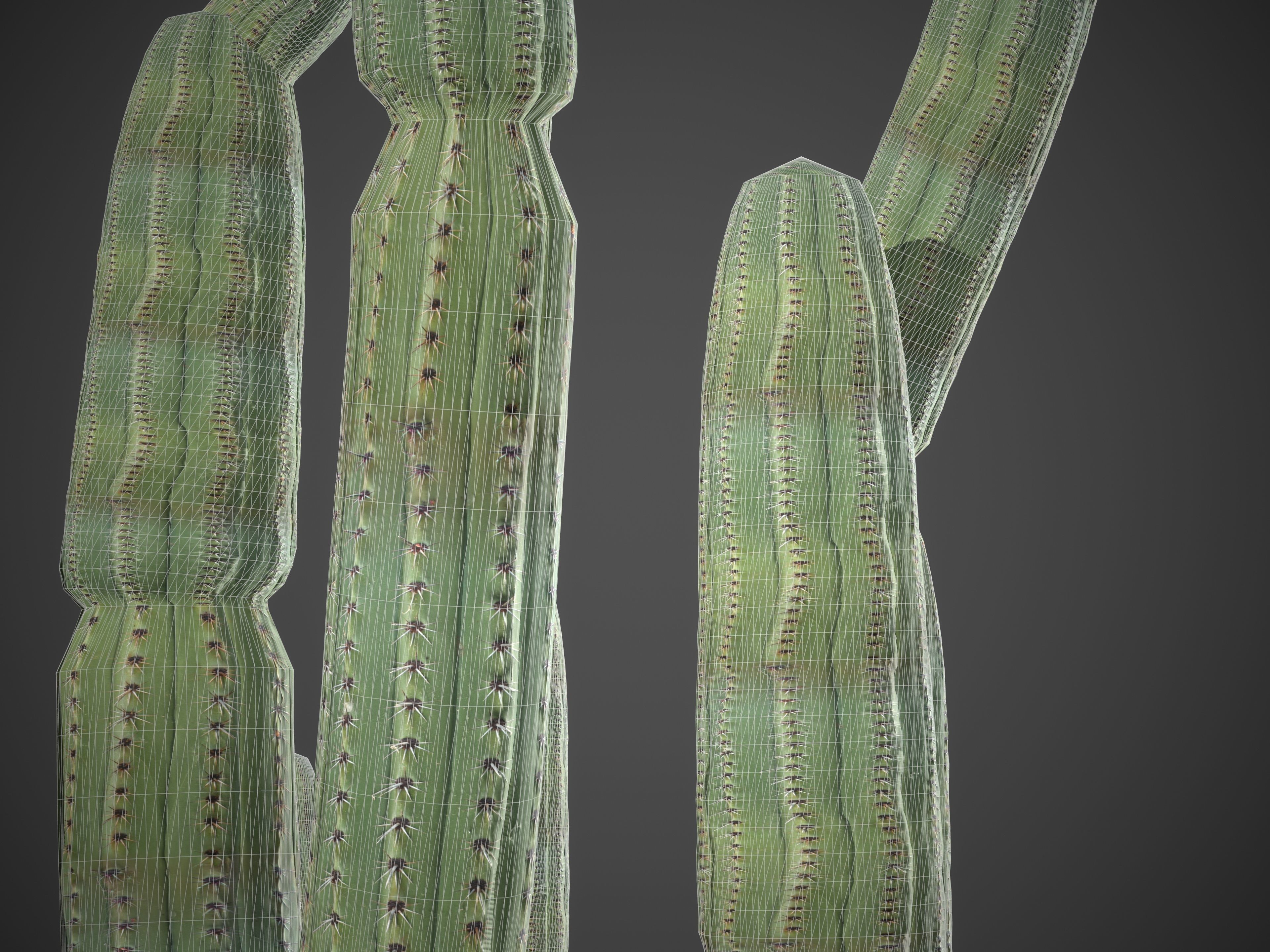 2021 PBR Organ Pipe Cactus Collection - Lemaireocereus Thurberi 3D ...