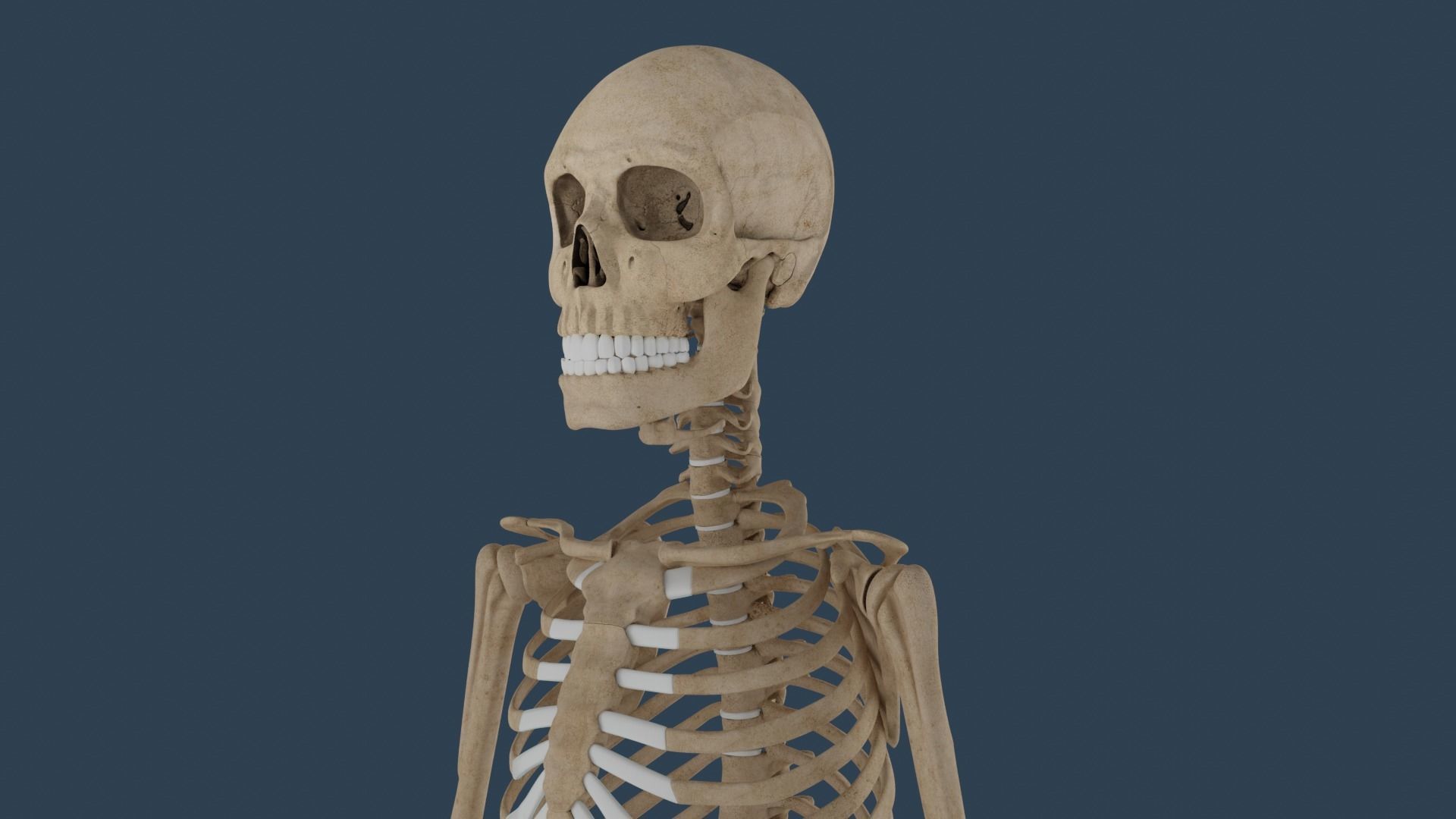 Rigged Human skeleton Esqueleto humano 3D model rigged | CGTrader