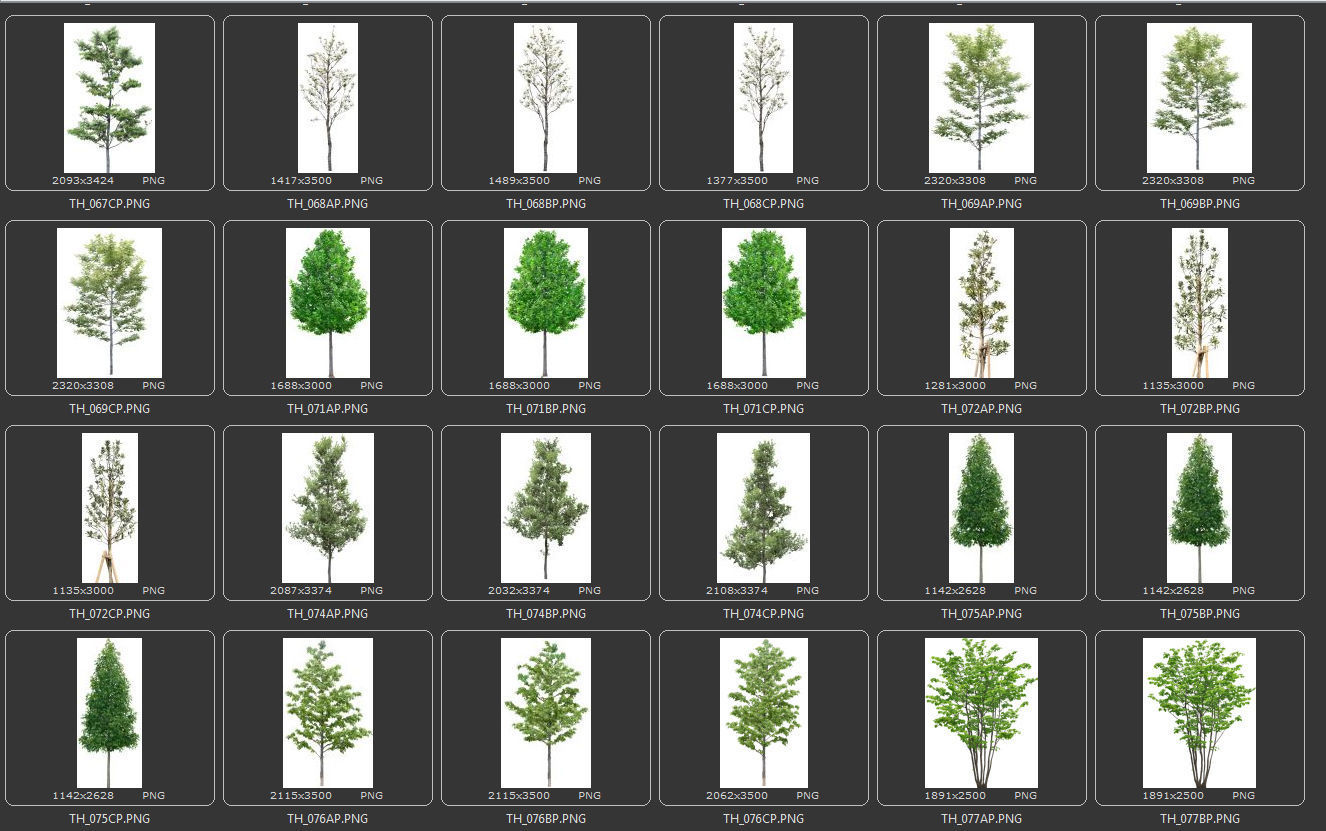Set of Texture Trees PNG free Texture | CGTrader