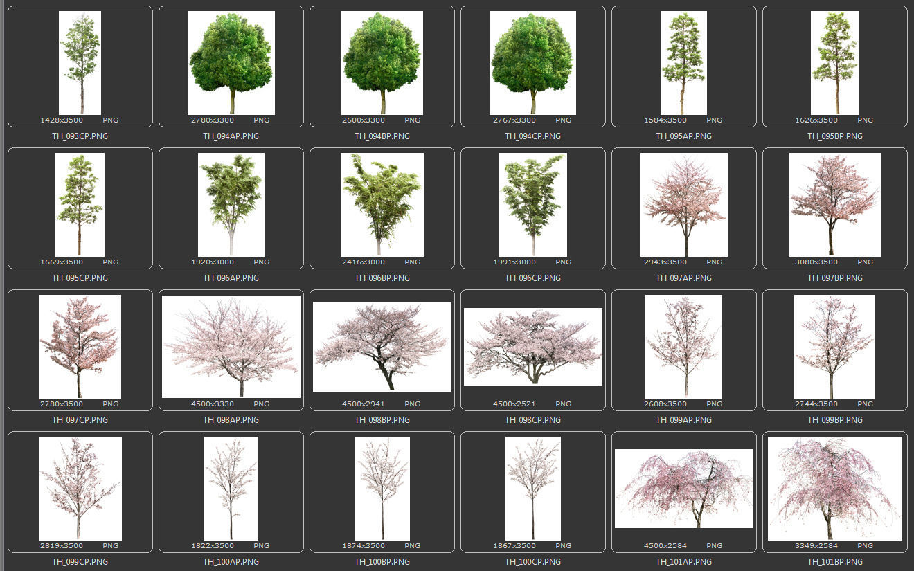 Set of Texture Trees PNG free Texture | CGTrader
