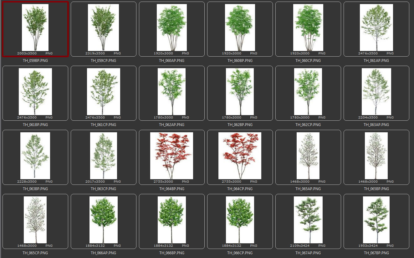 Set of Texture Trees PNG free Texture | CGTrader