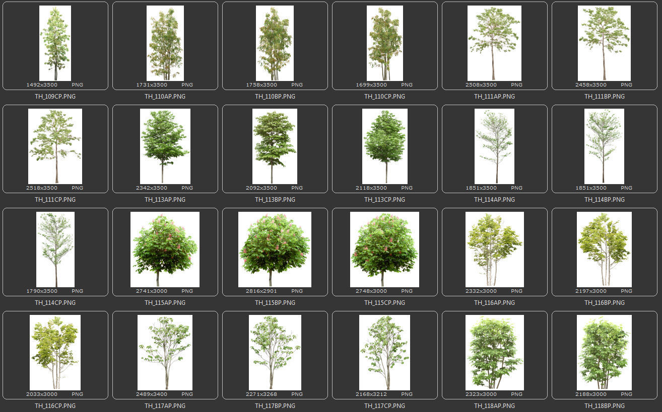 Set of Texture Trees PNG free Texture | CGTrader