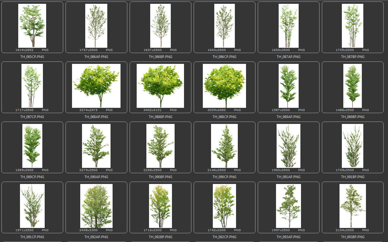 Set of Texture Trees PNG free Texture | CGTrader