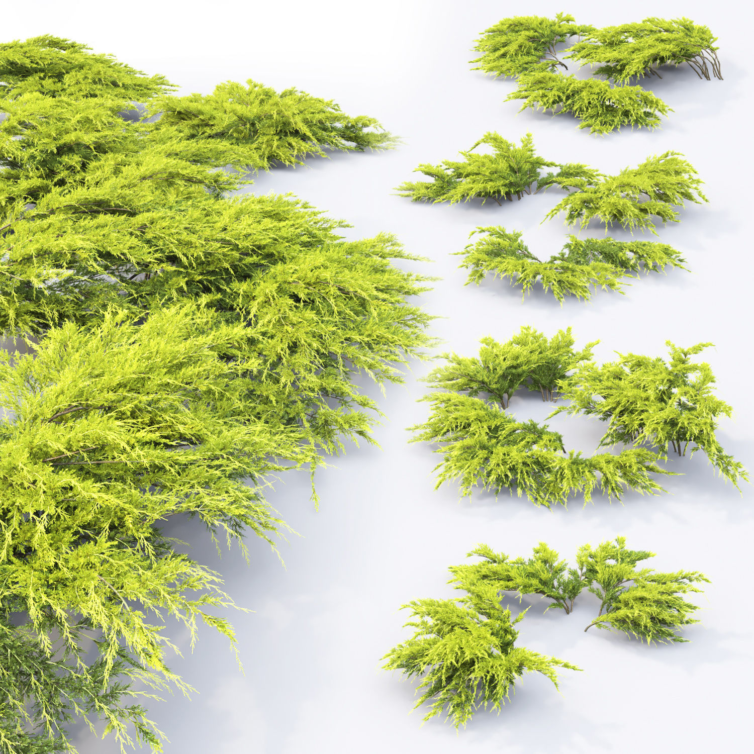 Juniperus Pfitzeriana Aurea 01 3D model | CGTrader