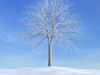 Leafless Winter Tree 3D model | CGTrader