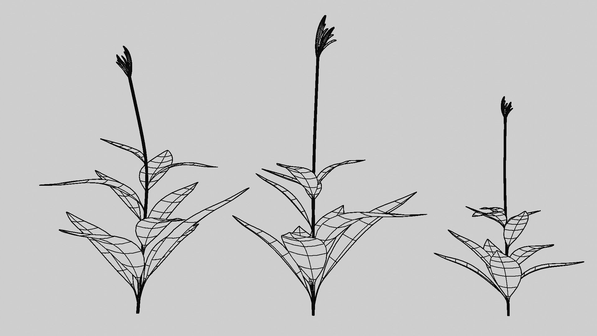 Avecilla tropical plant Heliconia psittacorum free 3D model | CGTrader