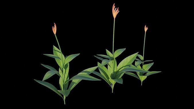 Avecilla tropical plant Heliconia psittacorum free 3D model | CGTrader