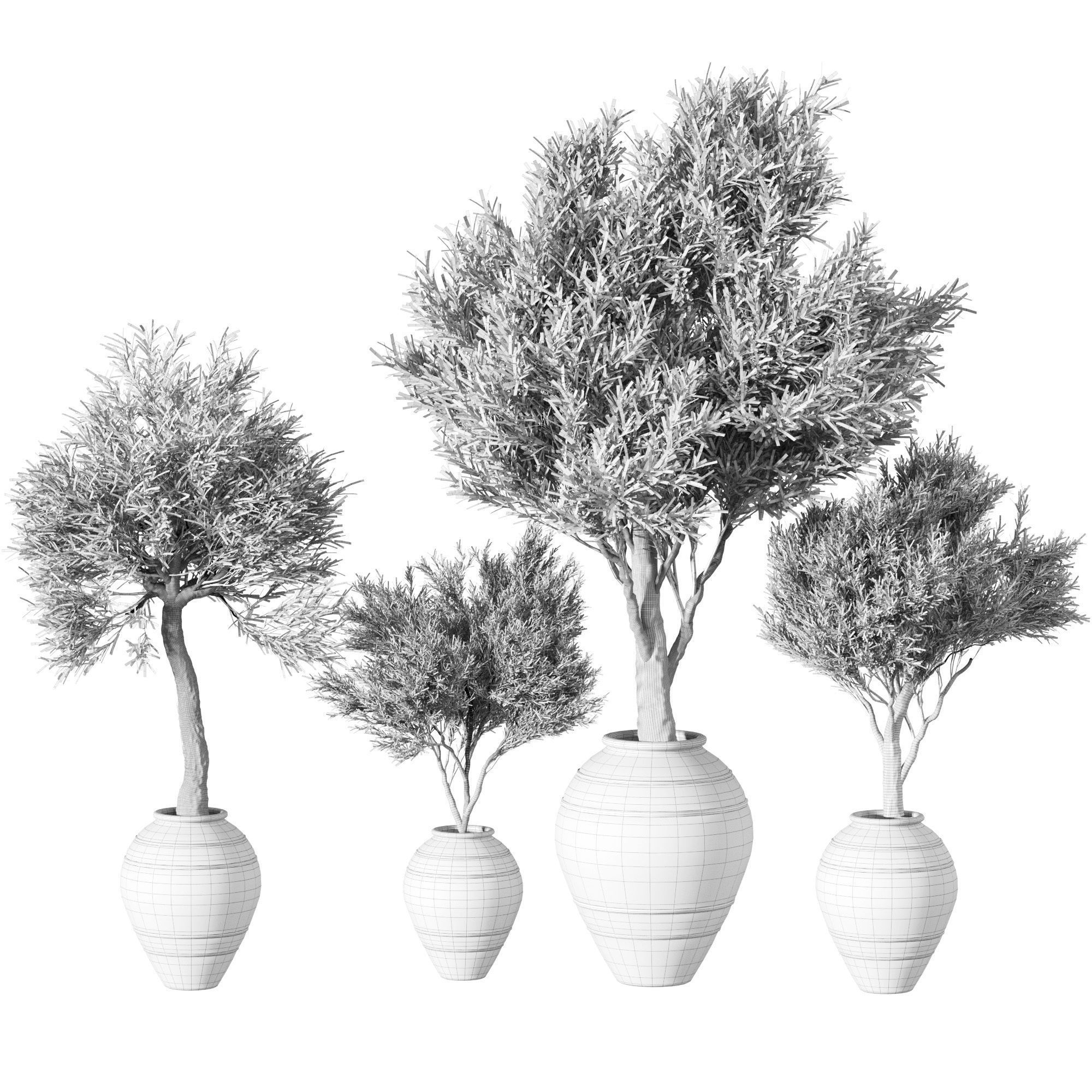 Olive Trees In Clay Pots - 4 Models 3D model | CGTrader