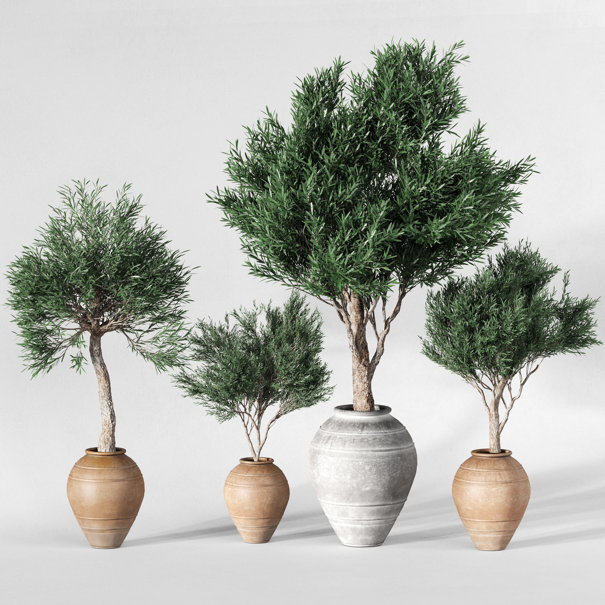 Olive Trees In Clay Pots - 4 Models 3D model | CGTrader