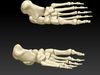 Human foot 3D model human foot structure 3D printing model 3D model 3D ...