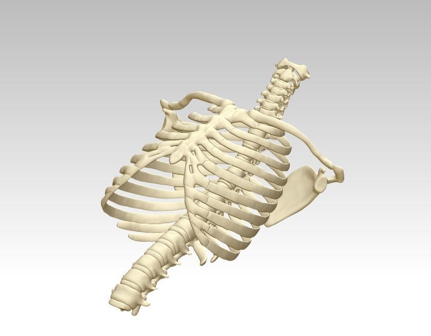 3D printing and downloading of human sternum structure model 3D model ...