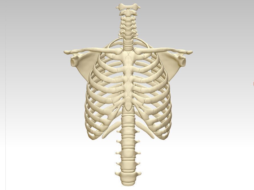 3D printing and downloading of human sternum structure model 3D model ...