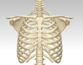 Sternum 3D Printing Models | CGTrader
