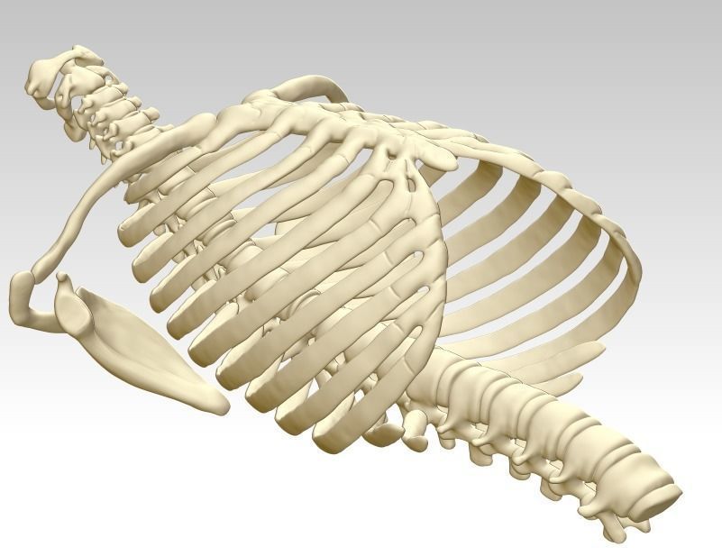 3D printing and downloading of human sternum structure model 3D model ...