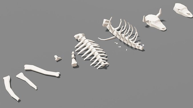 3D model Animal skeleton Lowpoly VR / AR / low-poly | CGTrader
