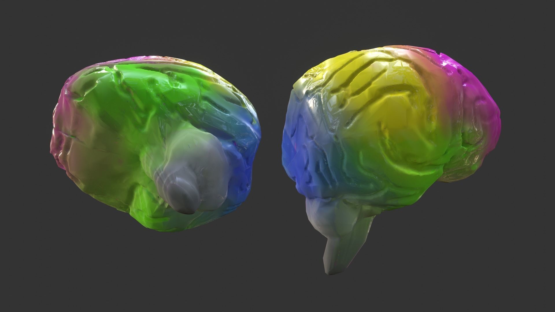 3D model low poly brain anatomy VR / AR / low-poly | CGTrader
