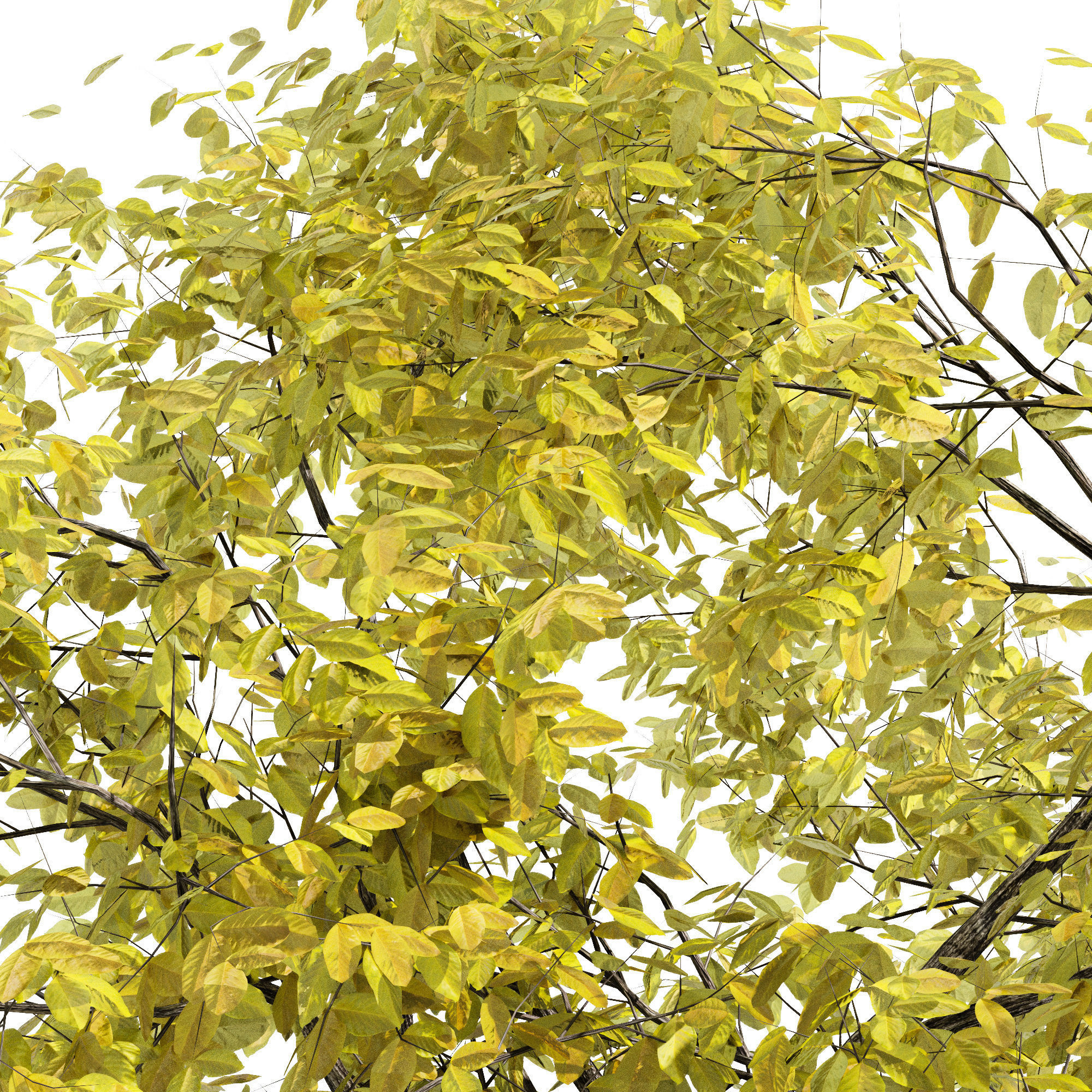 3 diffrent tree Amur Cork Fall 3D model | CGTrader