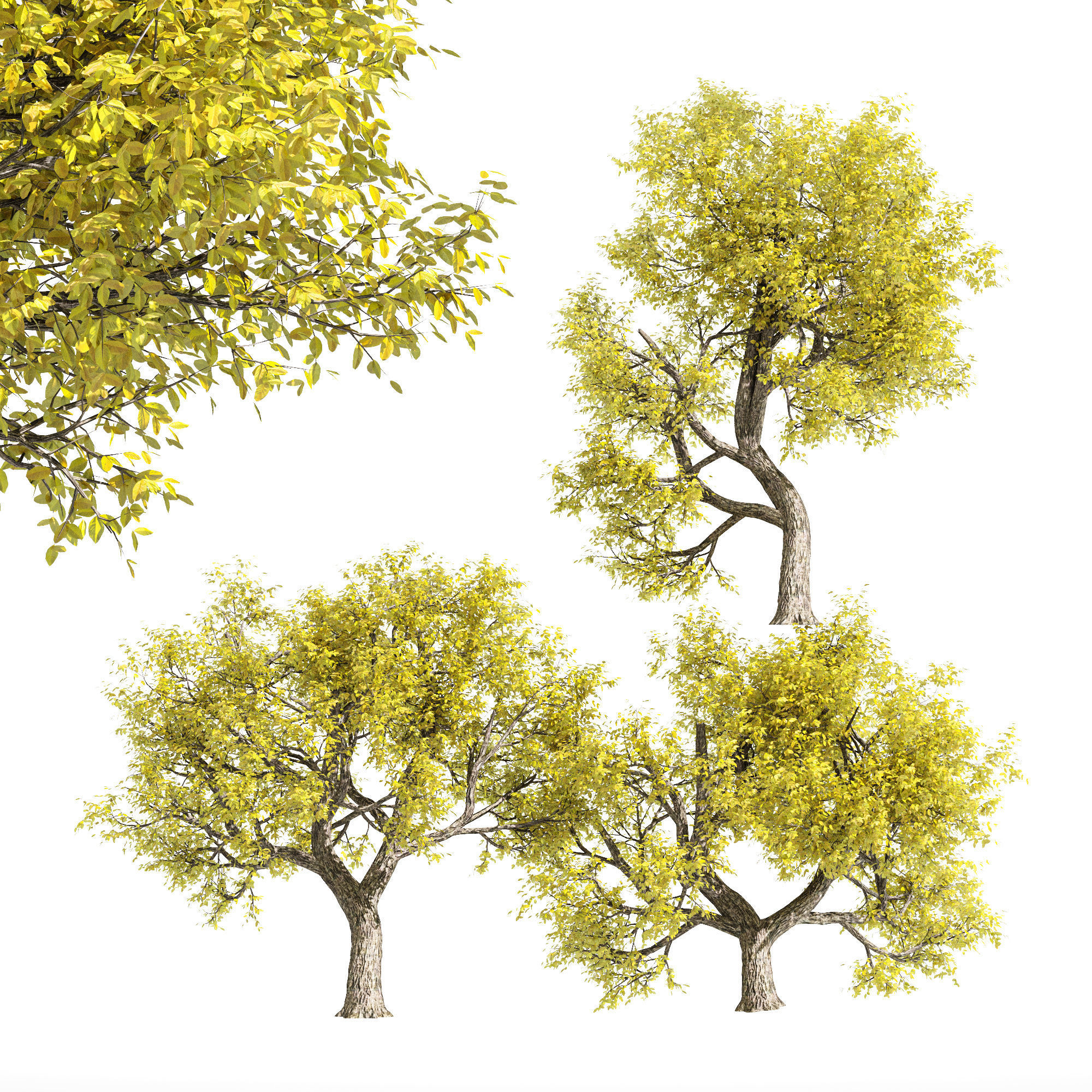 3 diffrent tree Amur Cork Fall 3D model | CGTrader