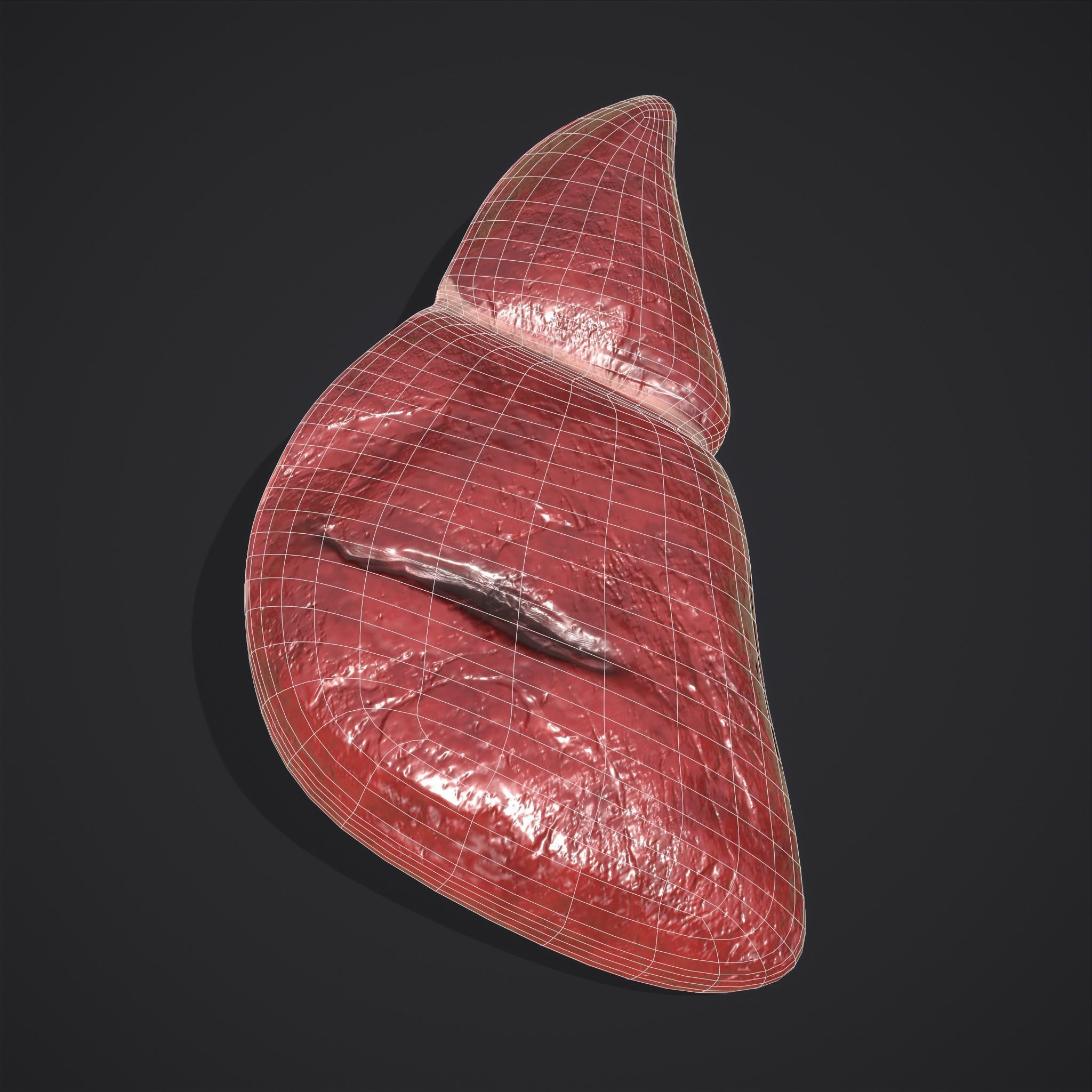 3D model Human Liver VR / AR / low-poly | CGTrader