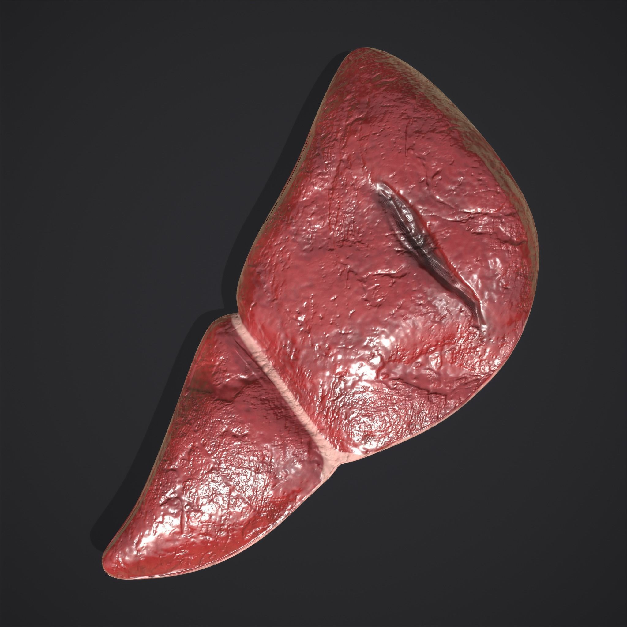 3D model Human Liver VR / AR / low-poly | CGTrader