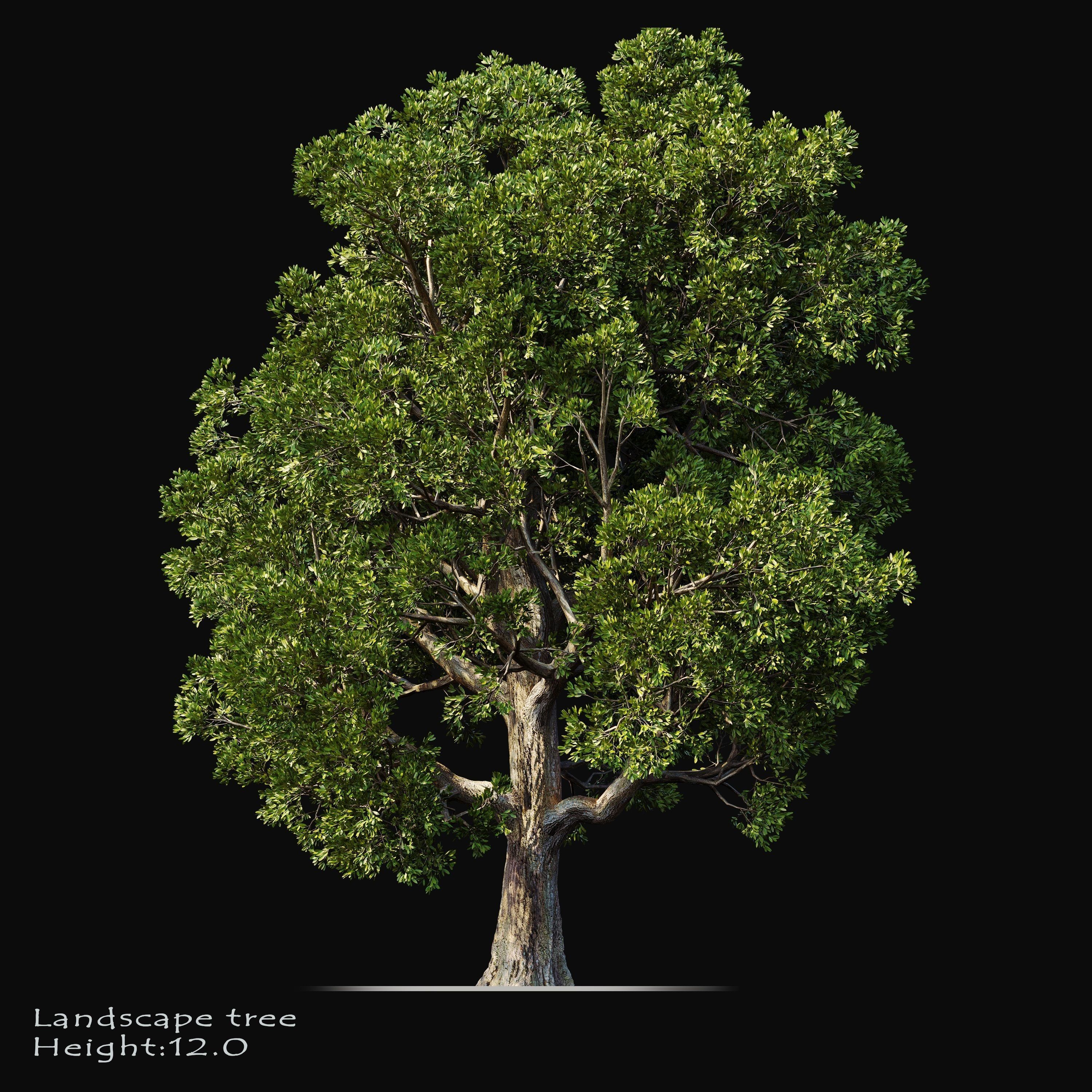 Big tree 3D model | CGTrader