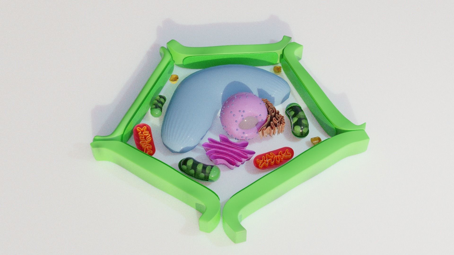 Plant Cell Model free 3D model | CGTrader