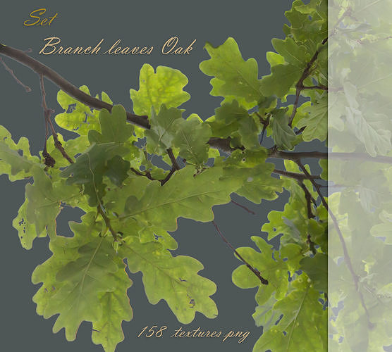 Texture A set of textures of oak branches and leaves PNG VR / AR / low ...
