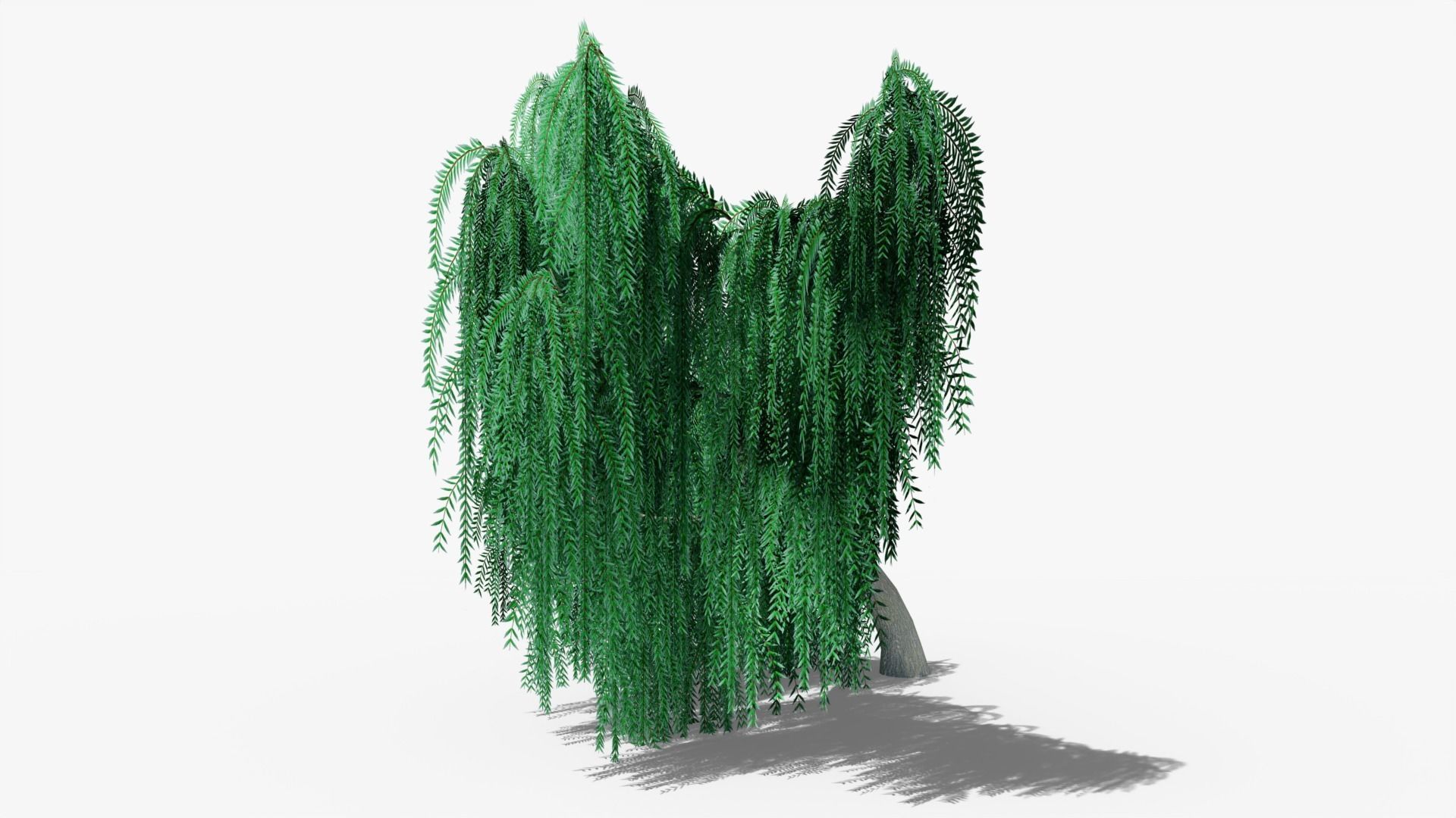 3D model Weeping Willow v5 VR / AR / low-poly | CGTrader