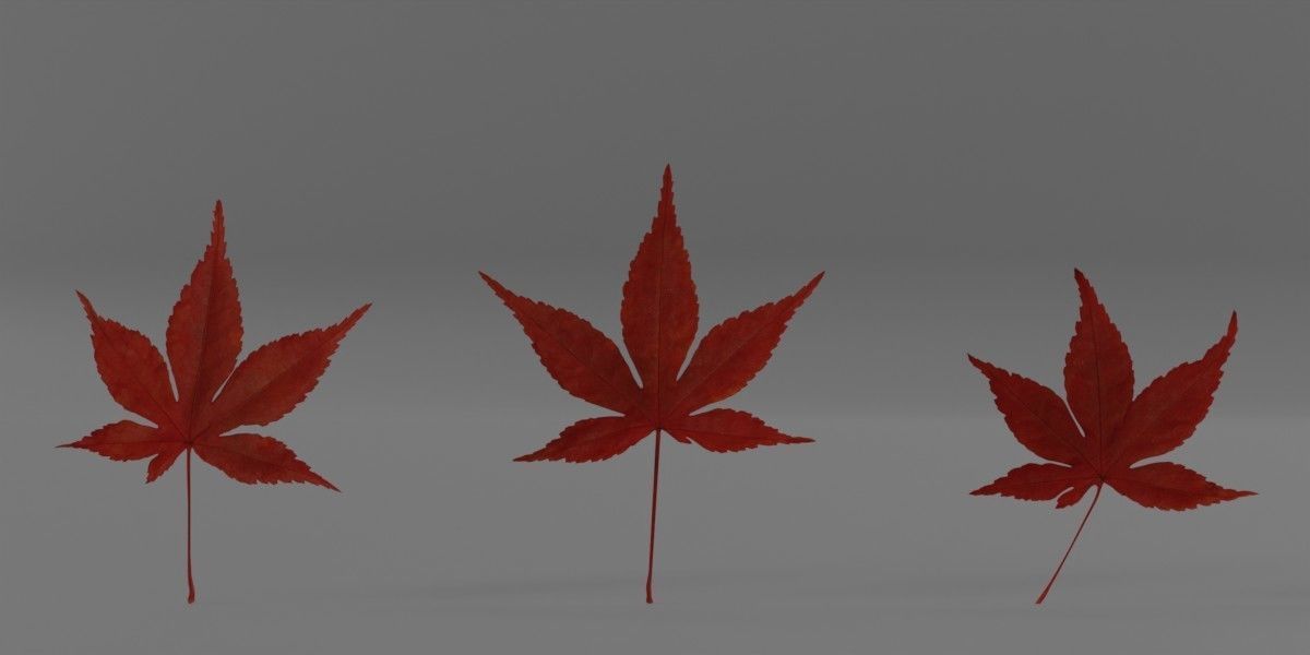 3D model Realistic Japanese Maple Leaves Pack - Atropurpureum VR / AR ...