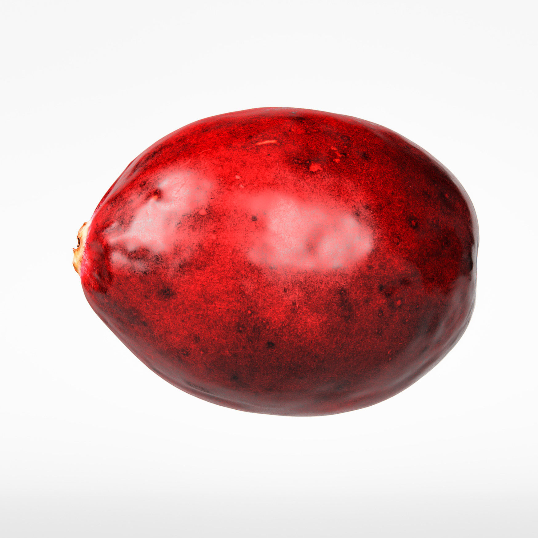 Cranberry 3D model | CGTrader