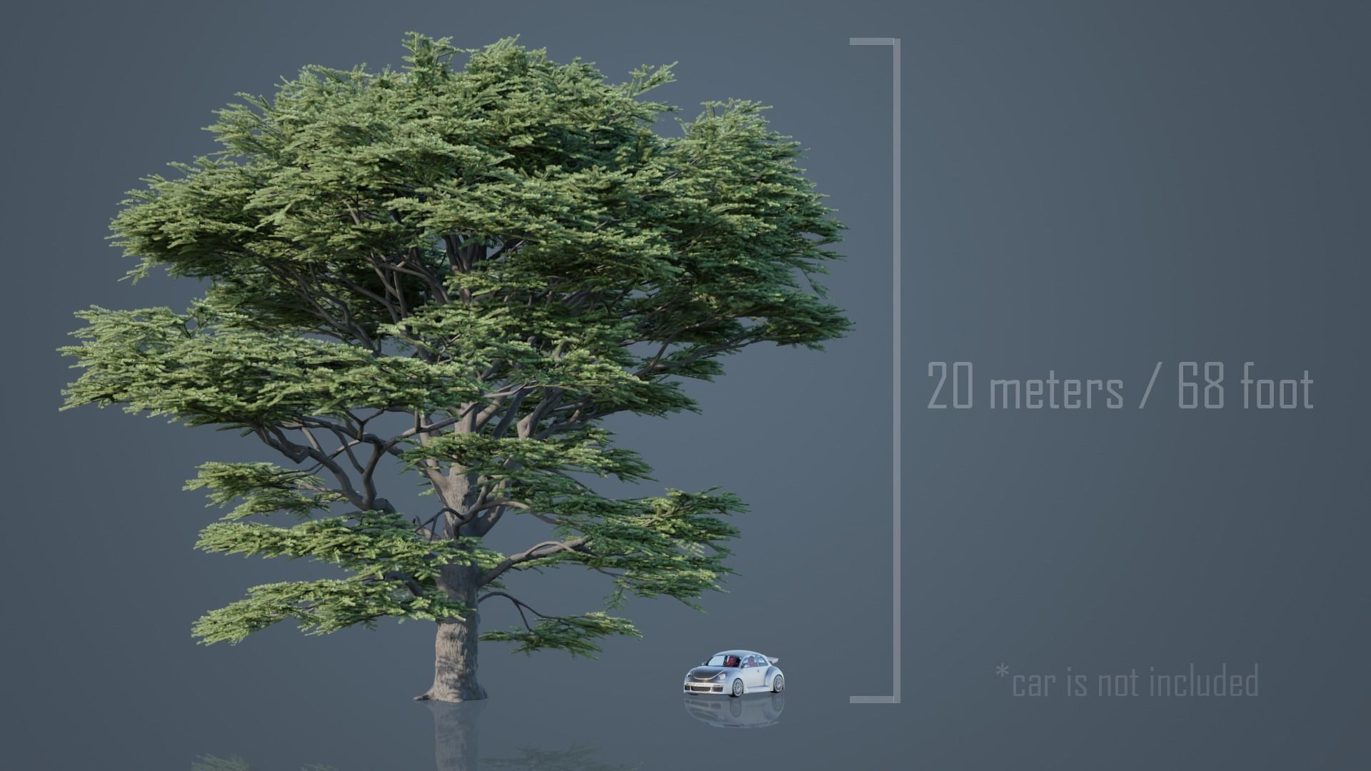Cedrus Libani - Big Cedar Trees 3D model | CGTrader