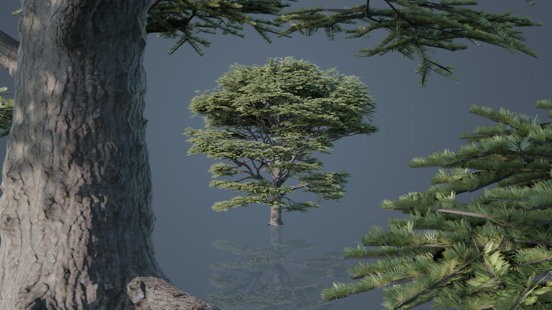 Cedrus Libani - Big Cedar Trees 3D model | CGTrader