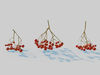 Mountain Ash Fruit 3D model | CGTrader