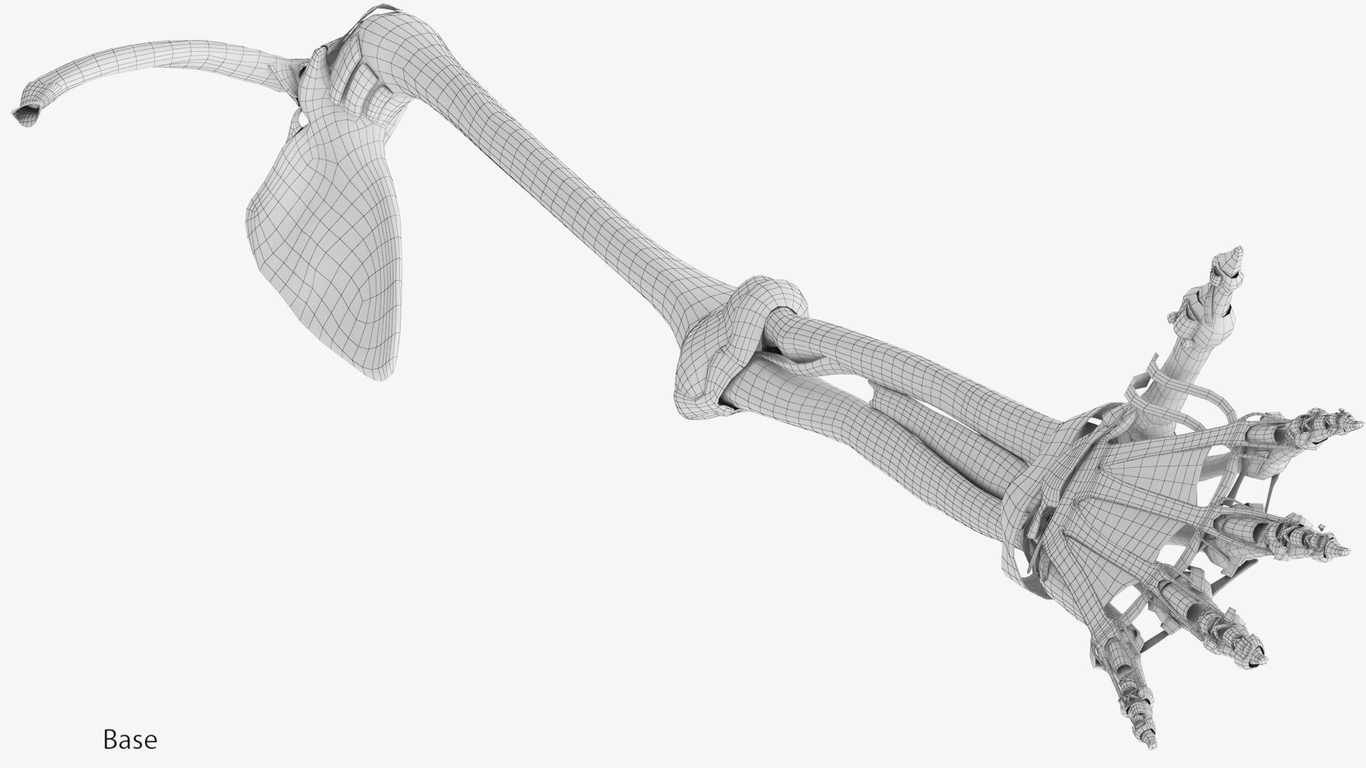 Upper Limb Skeleton 3D model | CGTrader