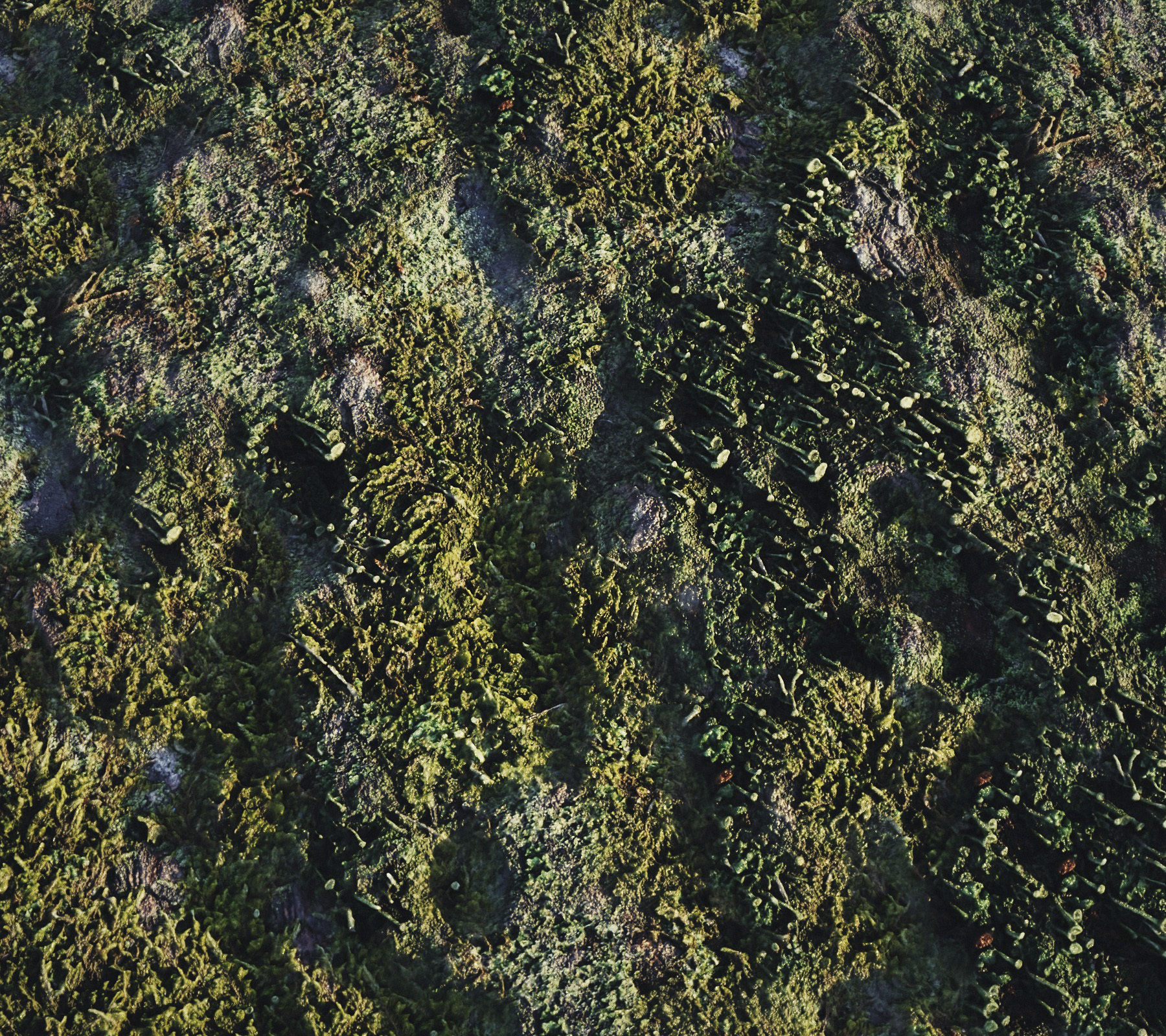 Moss on Bark PBR Seamless Texture Texture | CGTrader