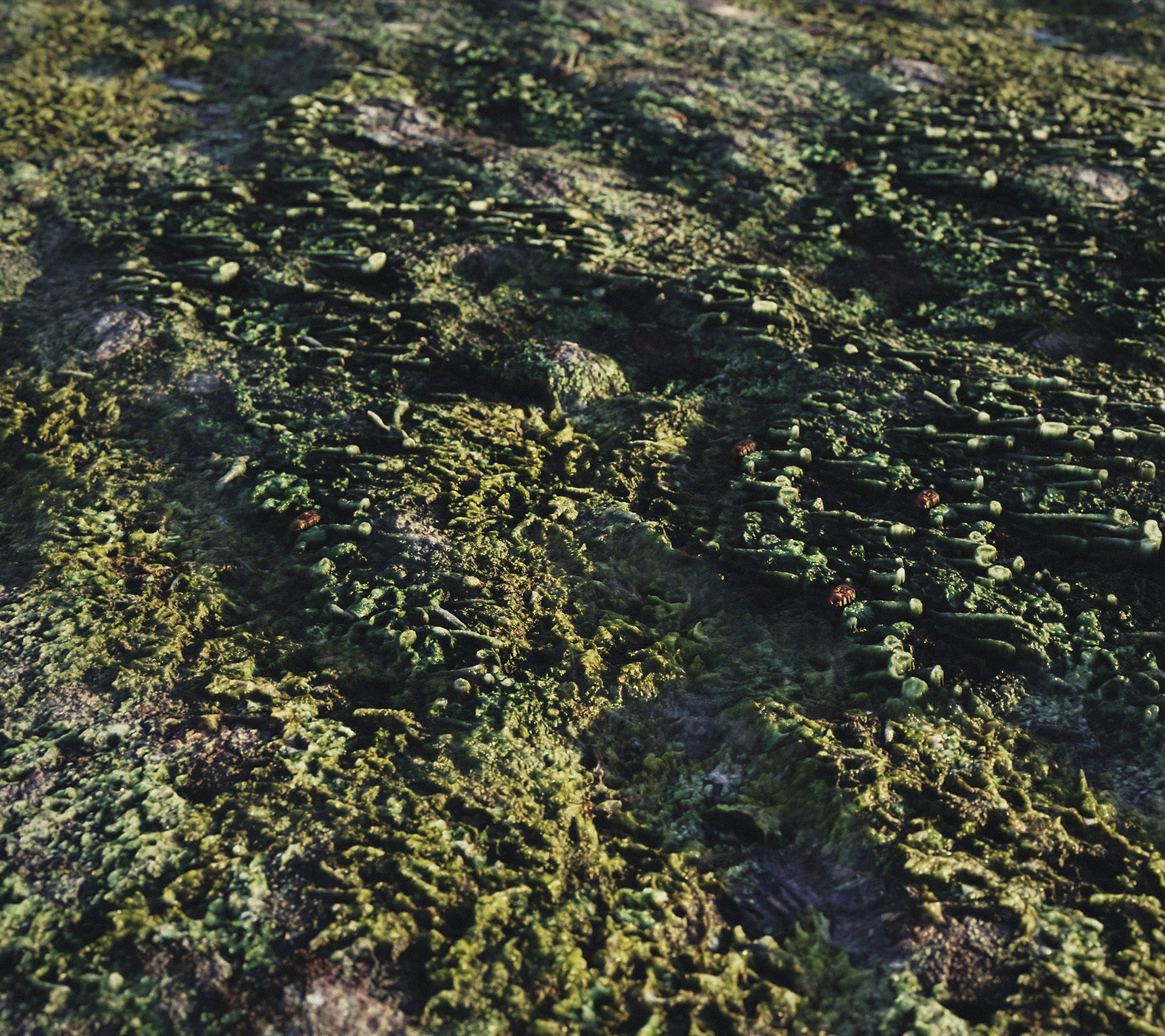 Moss on Bark PBR Seamless Texture Texture | CGTrader