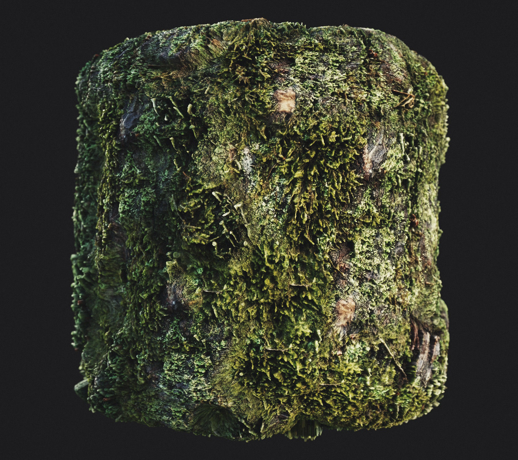 Moss on Bark PBR Seamless Texture Texture | CGTrader
