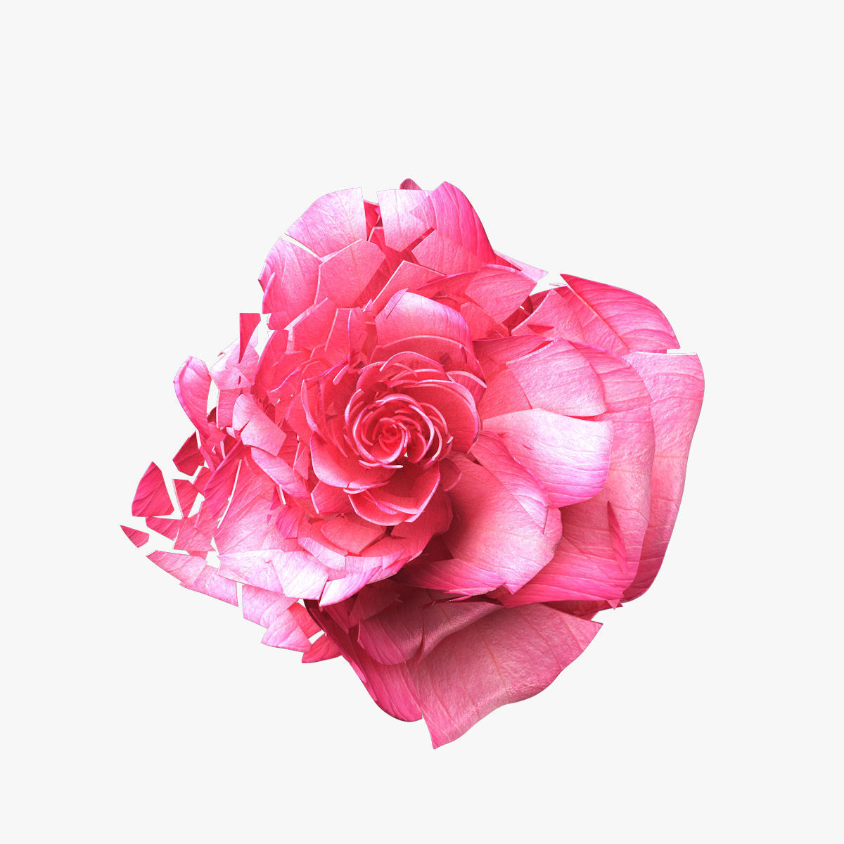 Rose Blast Animated 3D model animated rigged | CGTrader
