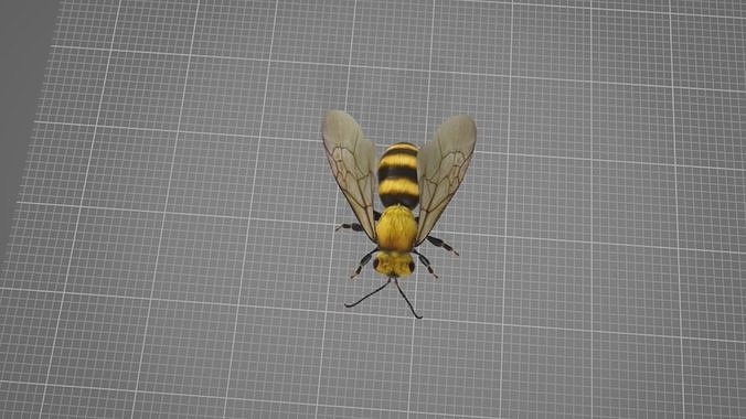 Honey Bee 3D Model 3D model animated | CGTrader