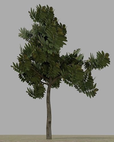 Simple Tree free VR / AR / low-poly 3D model | CGTrader