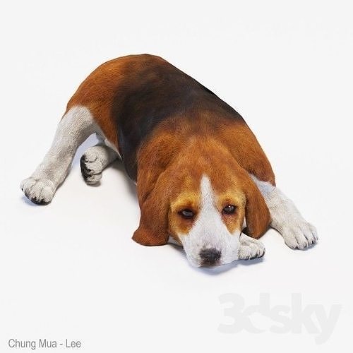 Beagle Dog Model 3D model | CGTrader
