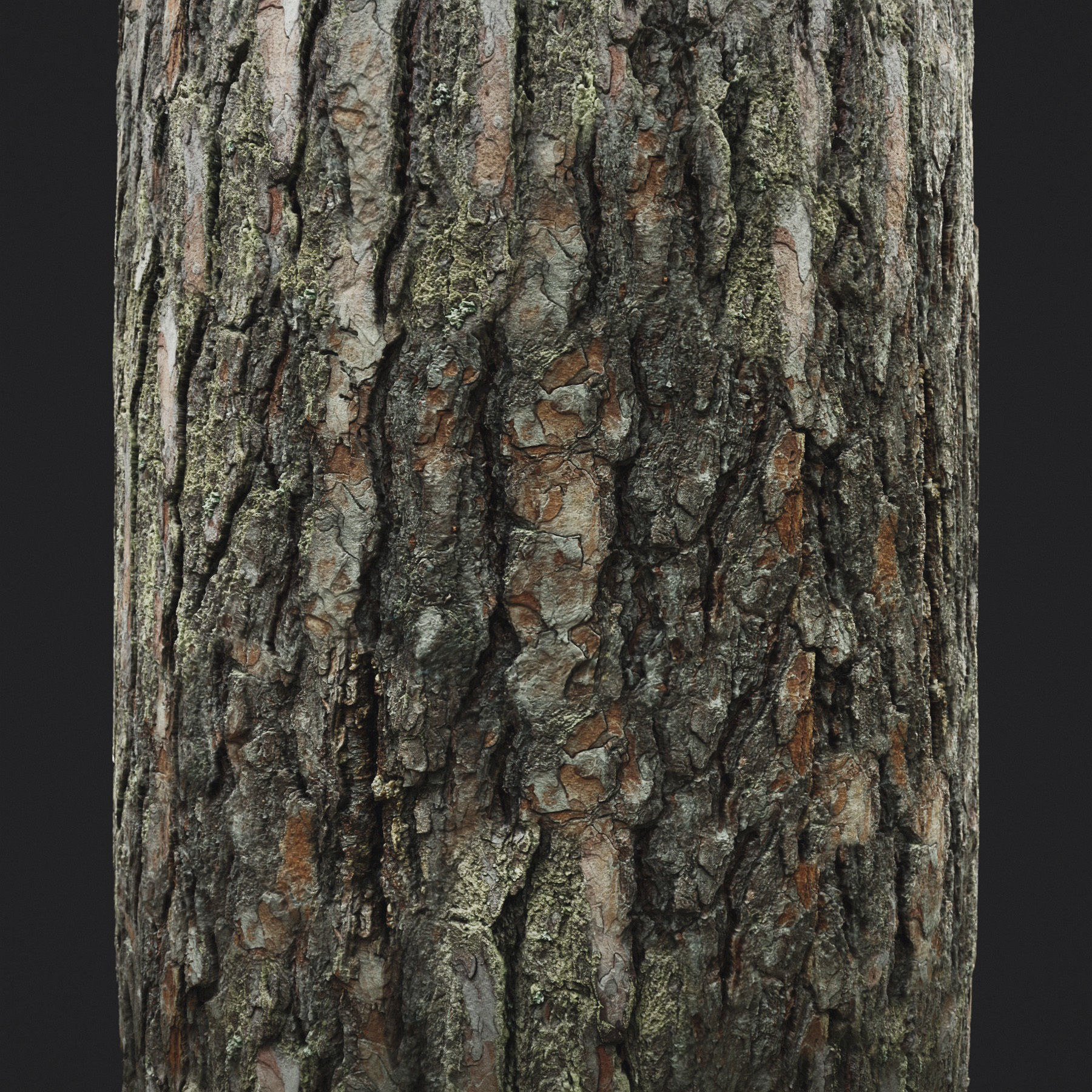 Pine Bark 2 PBR Seamless Texture Texture | CGTrader