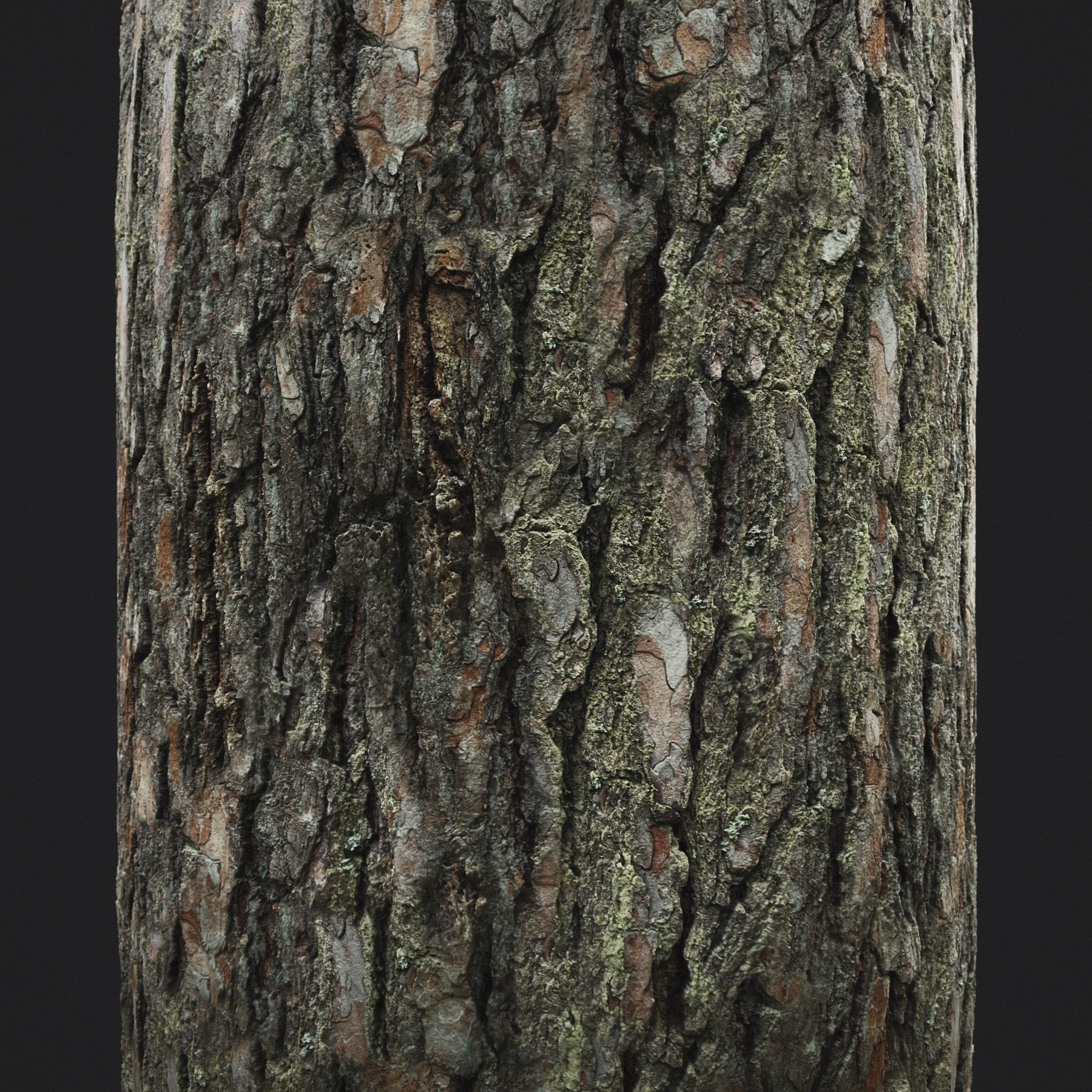 Pine Bark 2 PBR Seamless Texture Texture | CGTrader