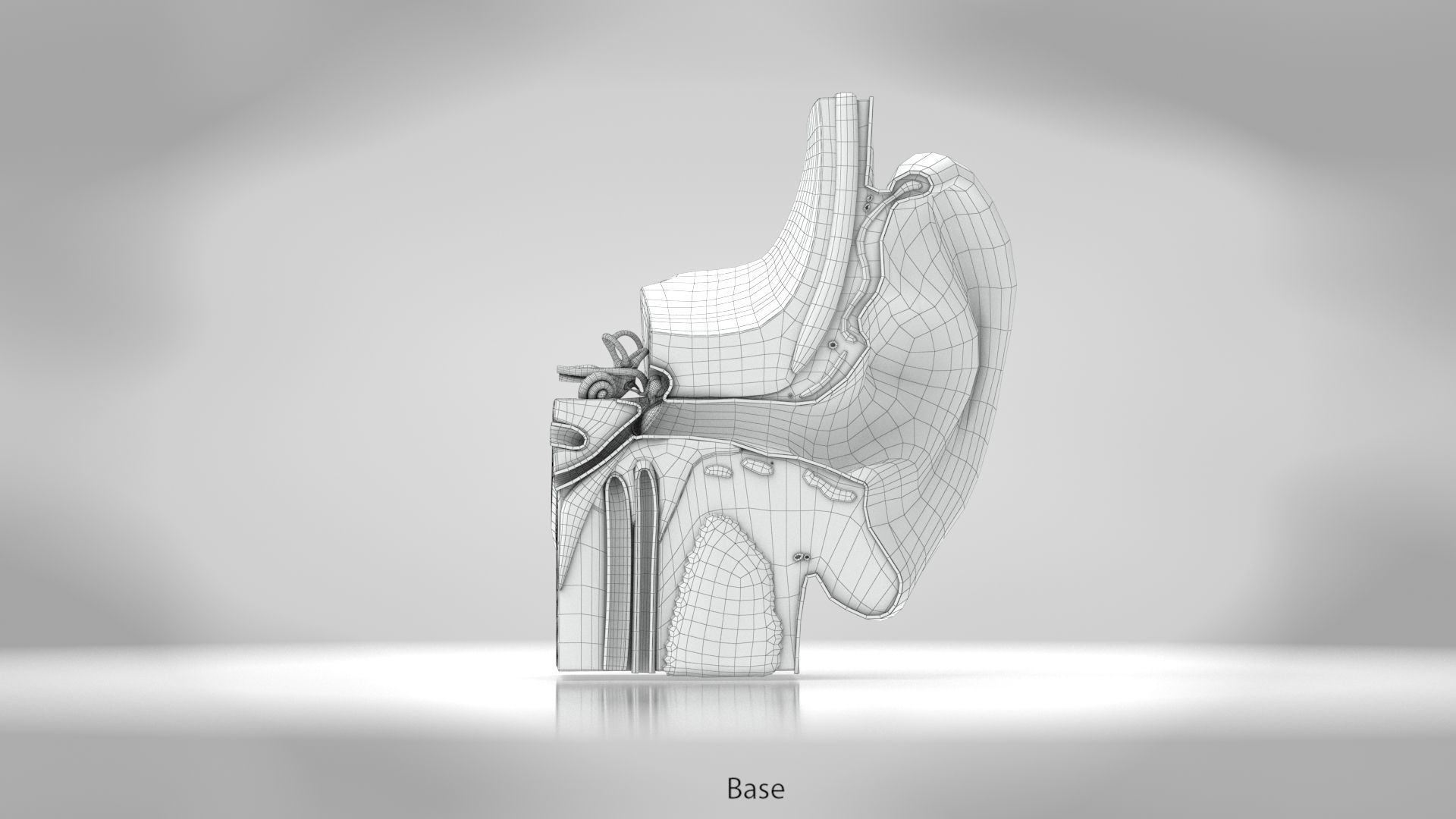 3D model Ear Anatomy VR / AR / low-poly | CGTrader