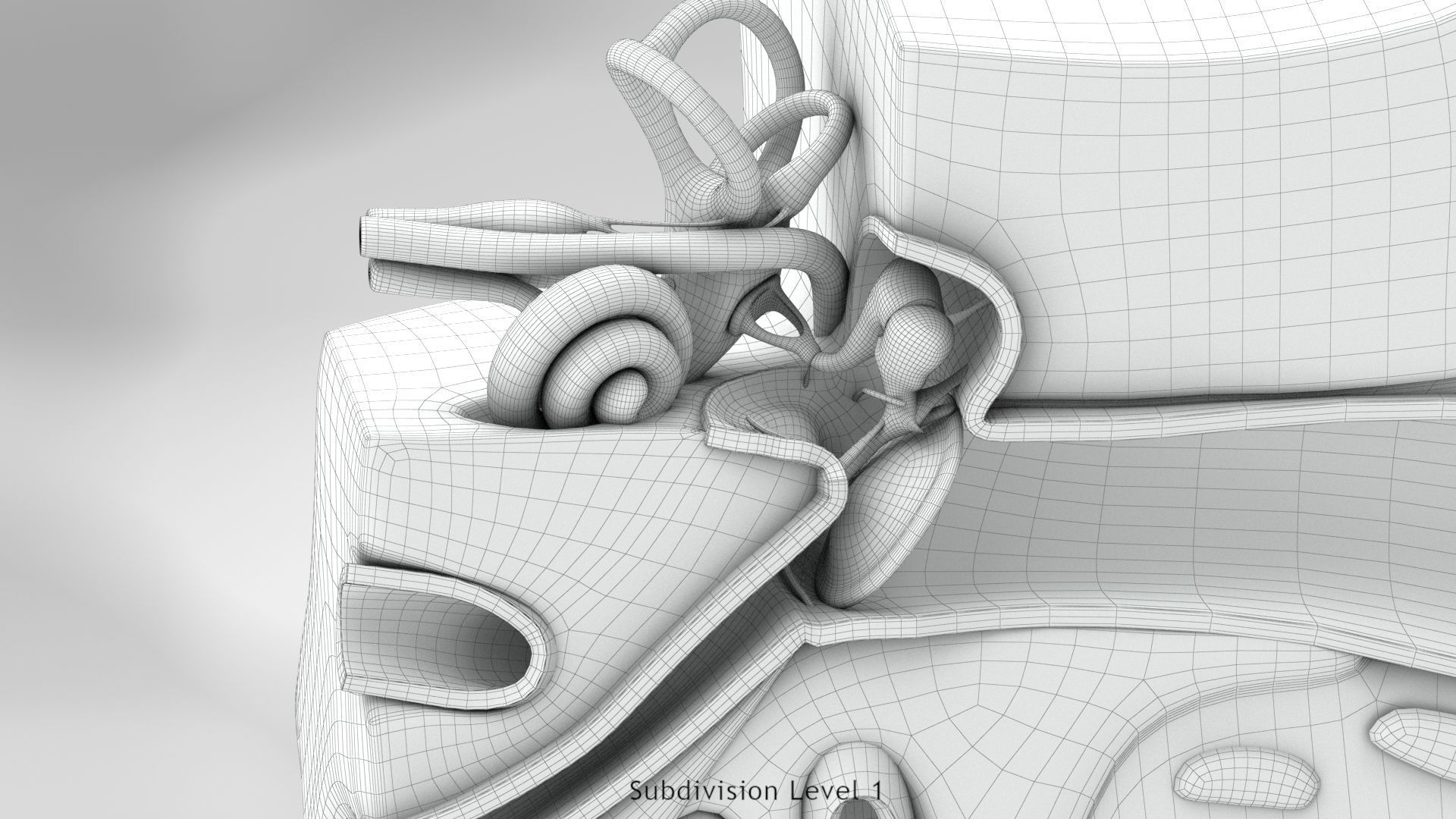 3D model Ear Anatomy VR / AR / low-poly | CGTrader