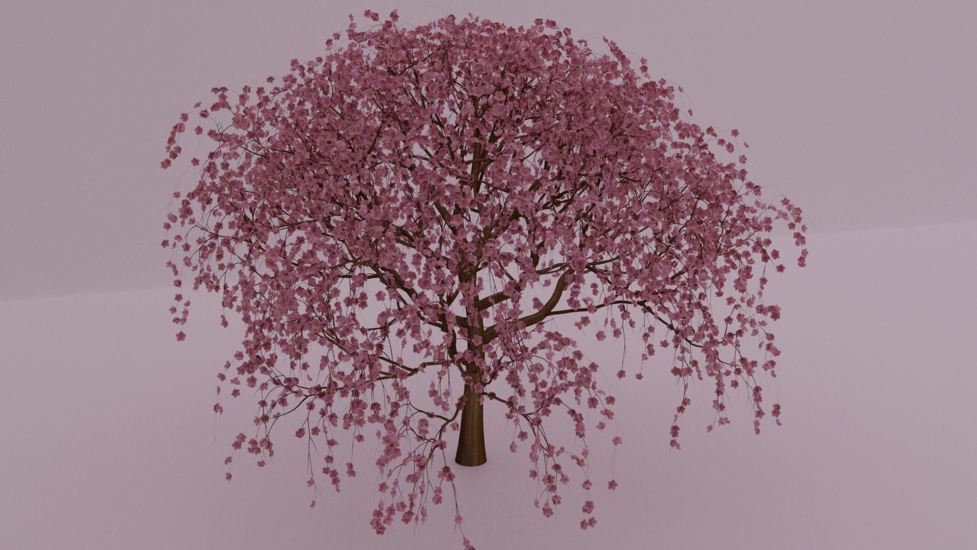 Beautiful Cherry Blossom Tree 3D Model 3D model | CGTrader