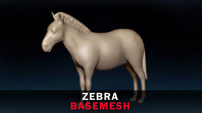 Zebra Base Mesh 3D model | CGTrader