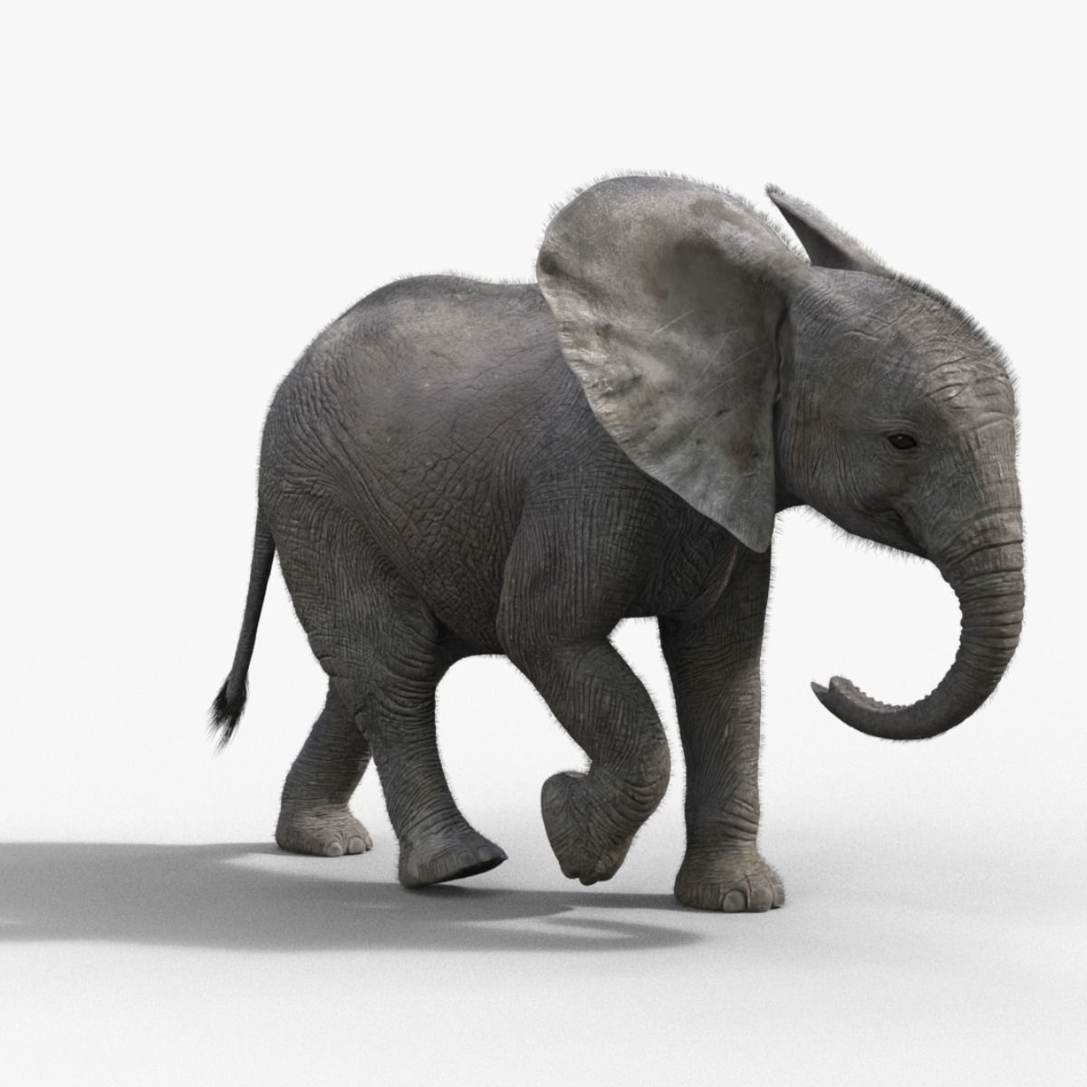 Young African Elephant Animated VFX Grace 3D model animated rigged ...