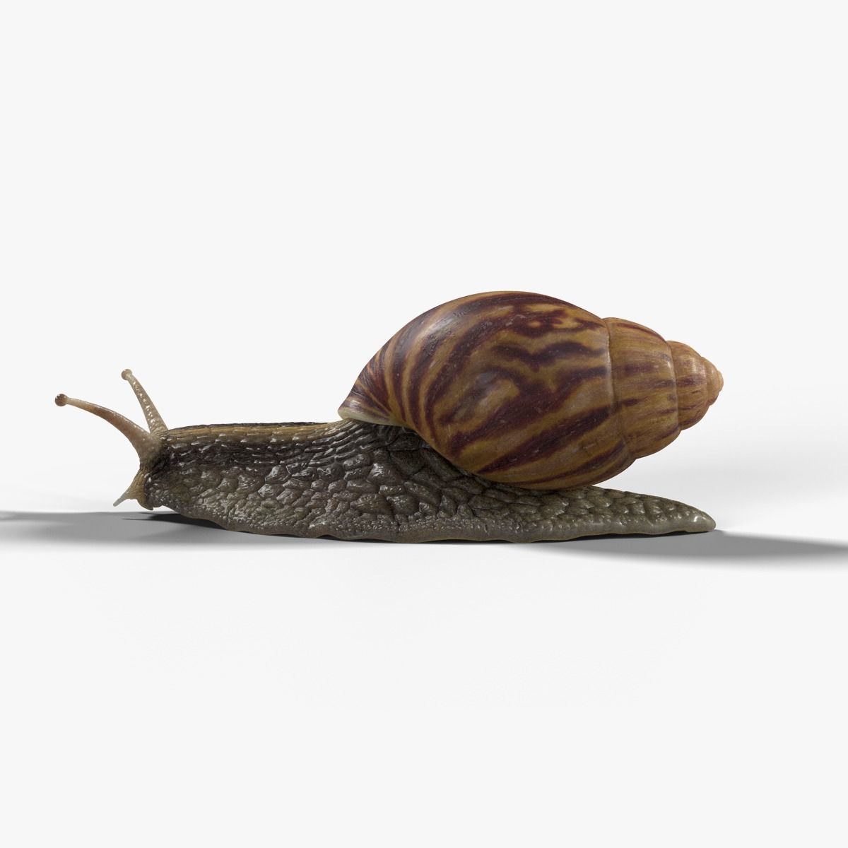 African Snail Animated VFX Grace 3D model animated rigged | CGTrader