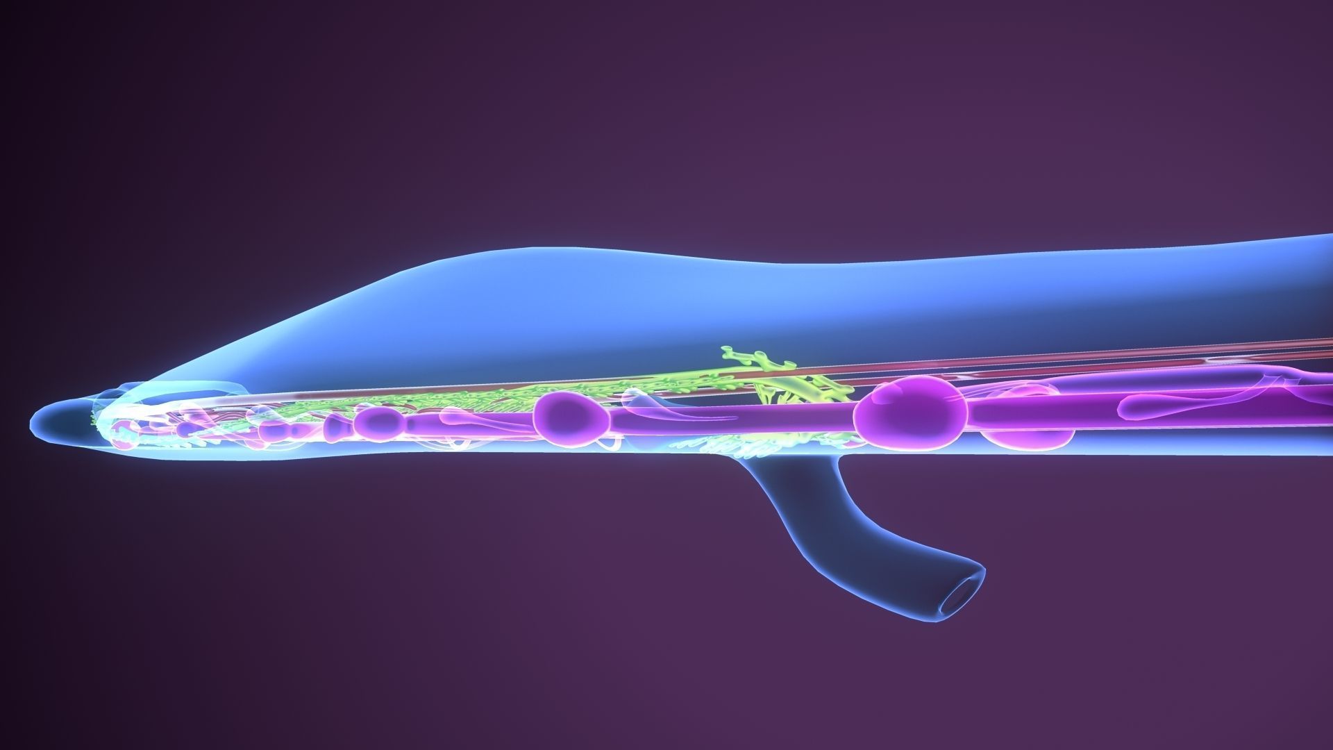 Planarian Flatworm 3d Model Cgtrader
